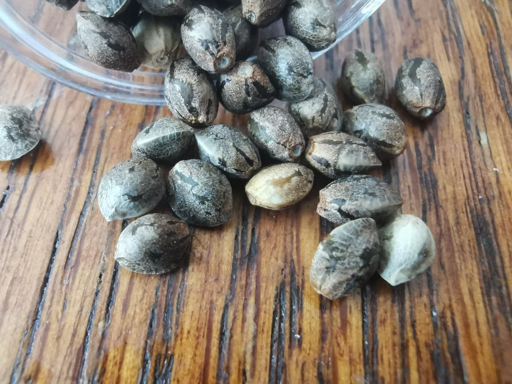 Canadian Leaf Genetics – A selection of craft cannabis seeds created ...